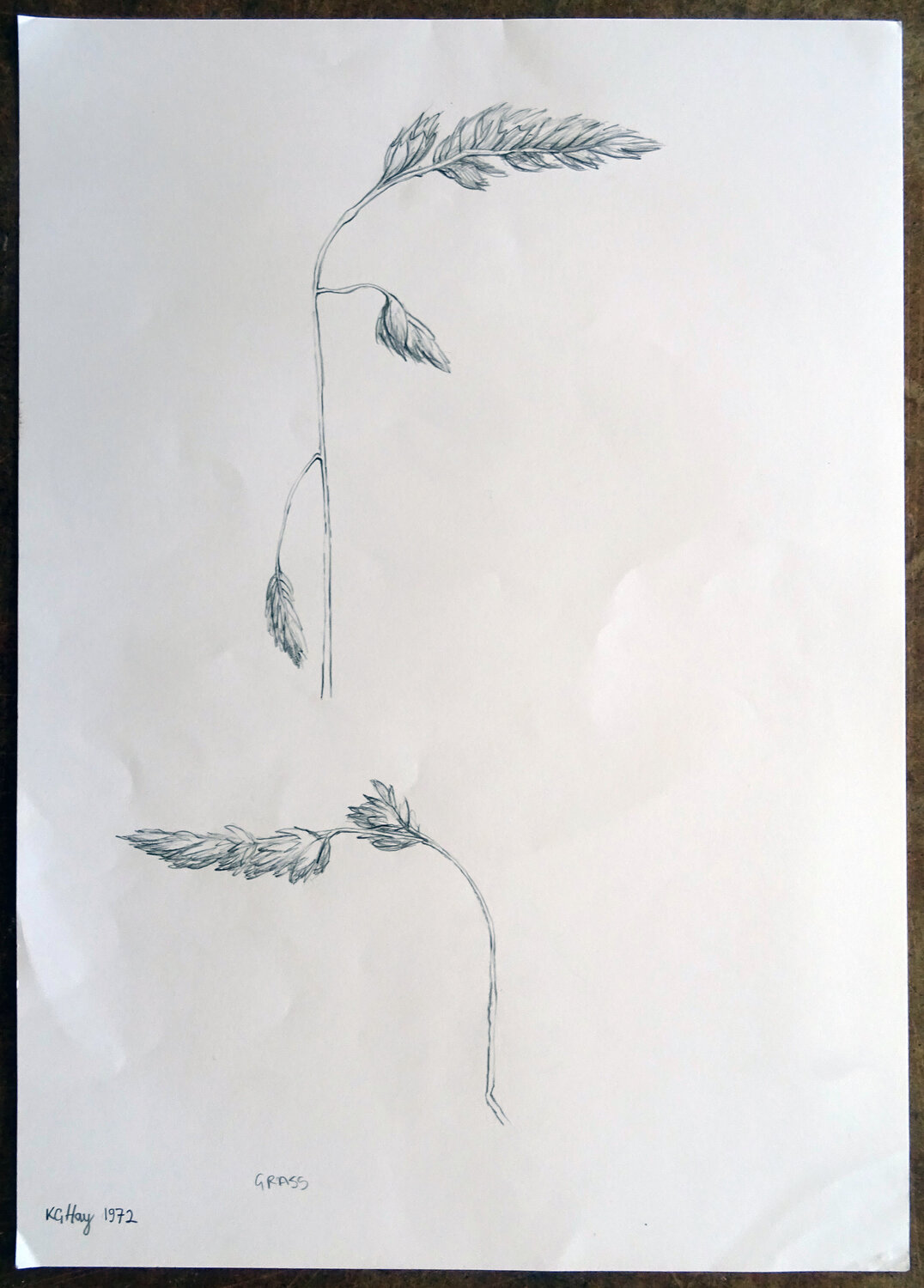 Grasses by Kenneth Hay (1972) : Drawing Pencil on Paper - Singulart