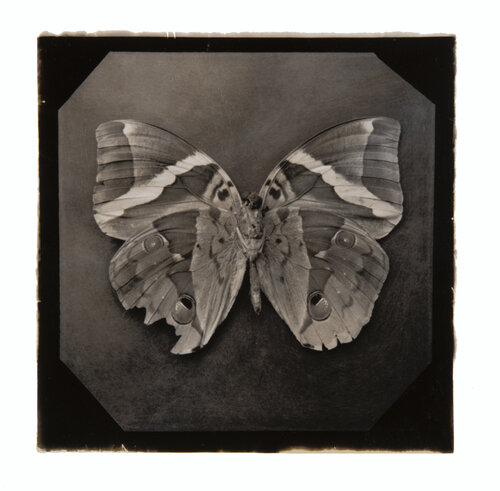 Ephemerality #59 de Paul Gadd (2024) : Photographie Argentique sur Papier - Singulart