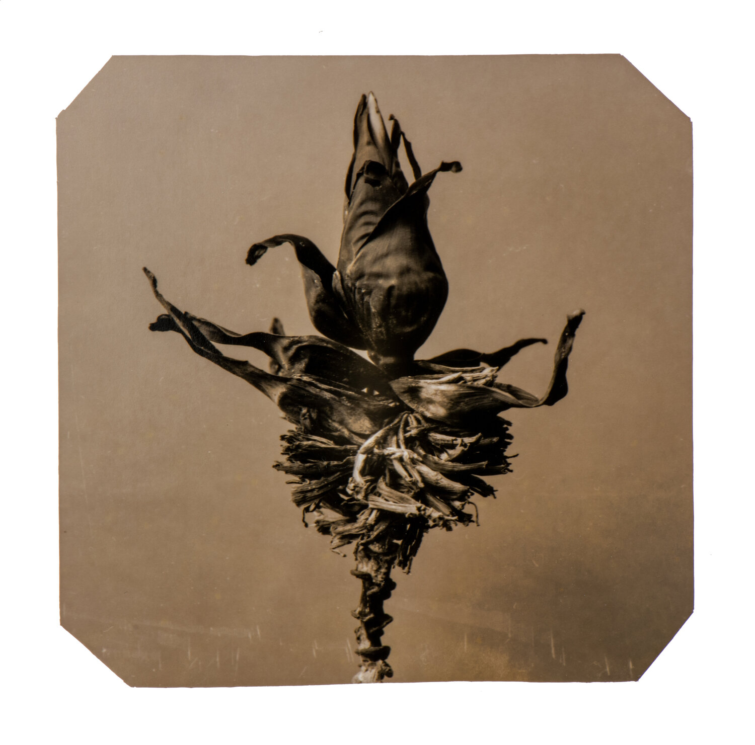 Going Bananas #12 di Paul Gadd (2020): Fotografia a Analogo su Carta ...