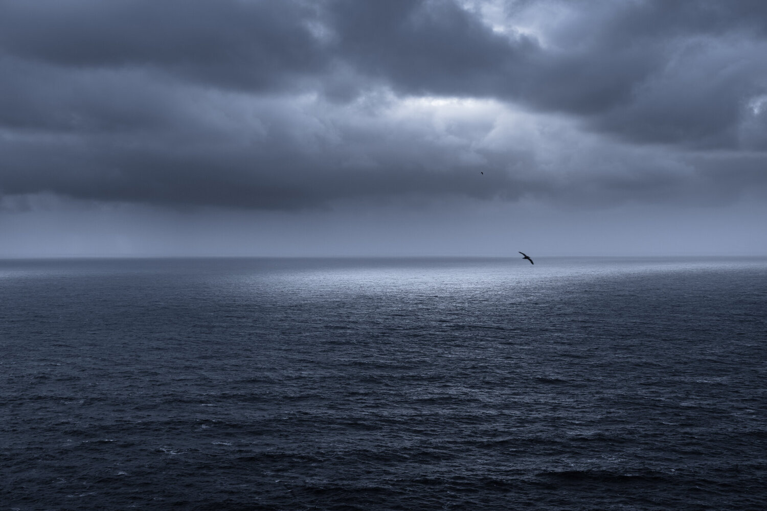 FREE AS A BIRD de Tom Jacobi (2015): Fotografía Análogo en Papel ...