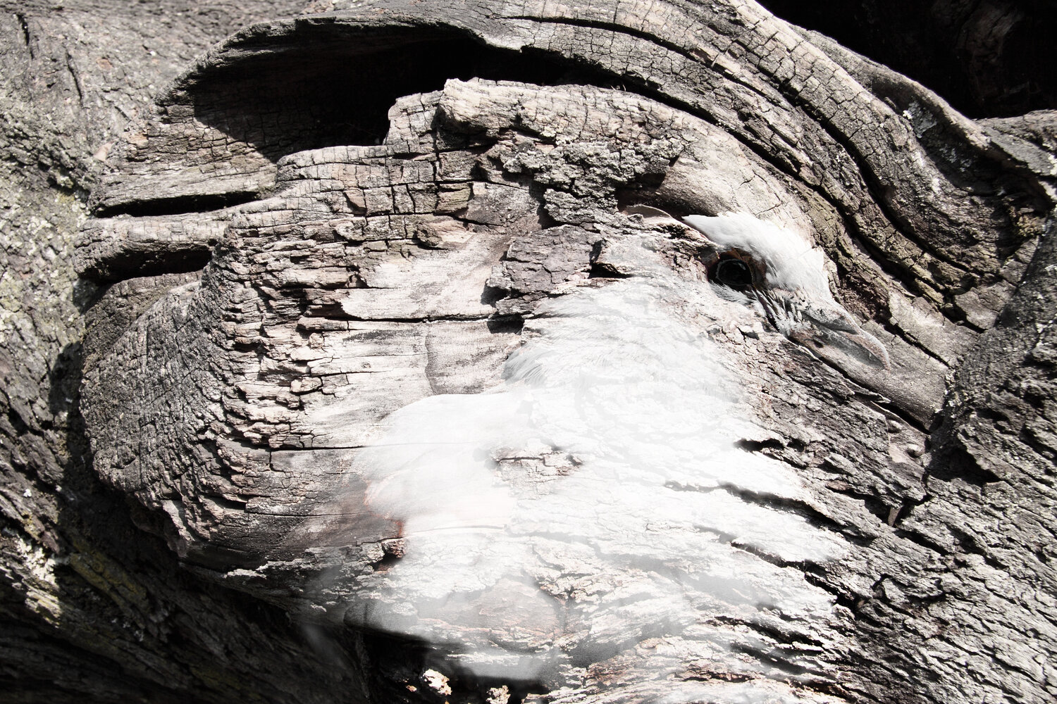 FEAR OF THE DRAGON 03 by ROBERTO CAMI (2013) : Digital Digital on Paper ...