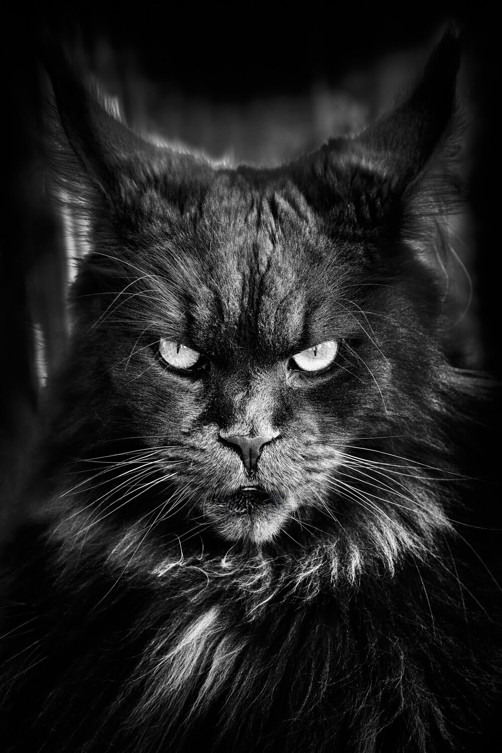 Le Maine Coon PATRICIA BALITRAND