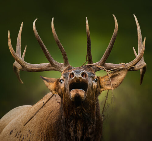 Arrowhead & cub von Bhasmang Mehta (2024): Fotografie Digital auf ...
