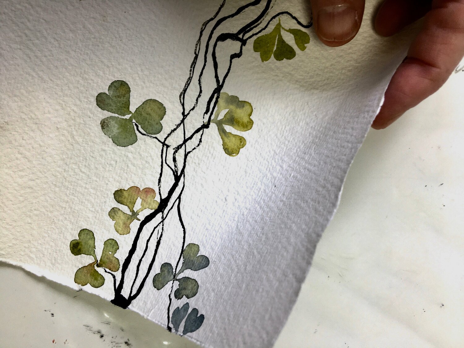 Oxalis in lines by Caroline K (2020) : Work on Paper Watercolor, India ...
