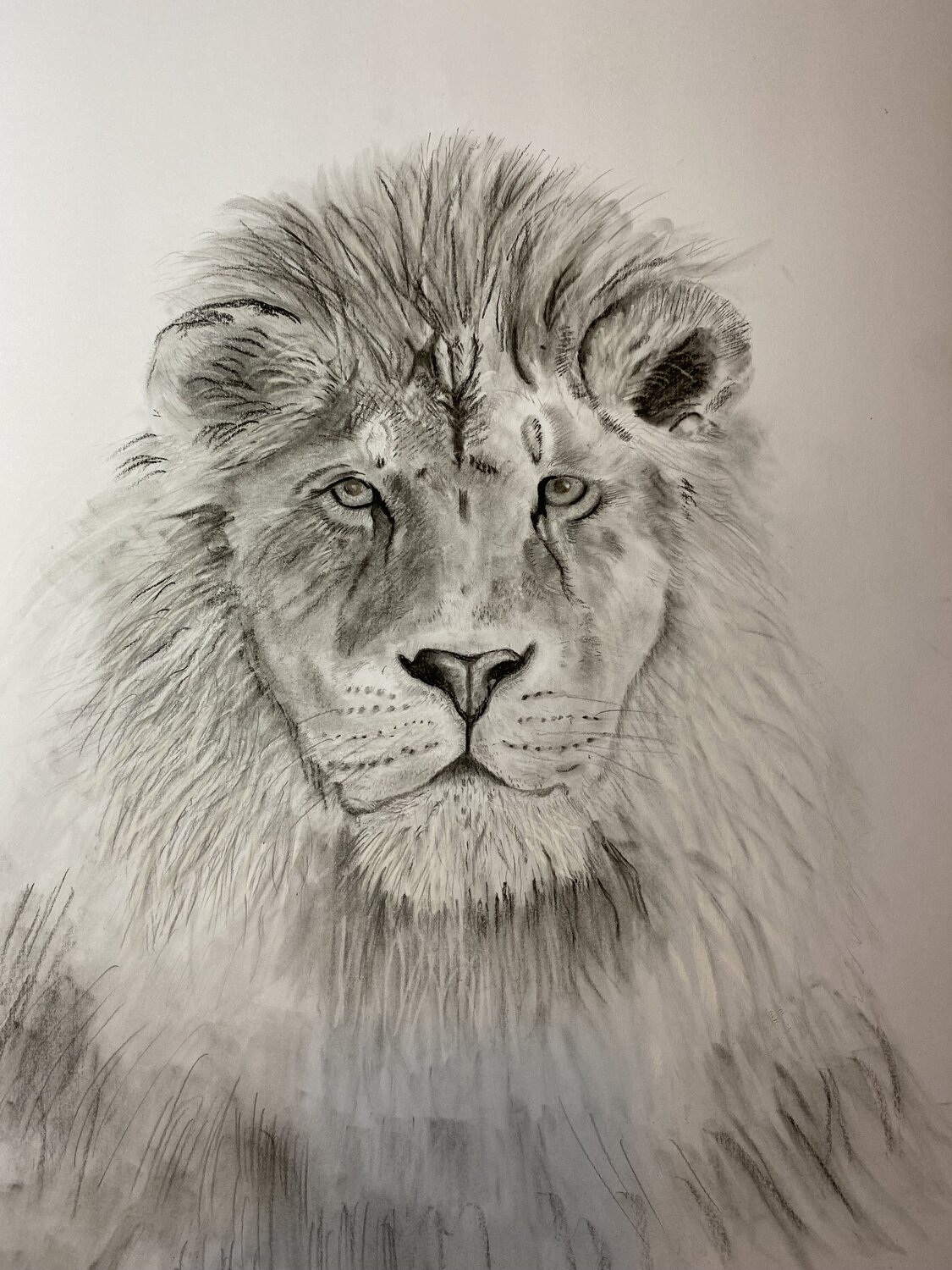 Lion by Neil Dixon (2026) : Drawing Pencil, Charcoal on Paper - Singulart