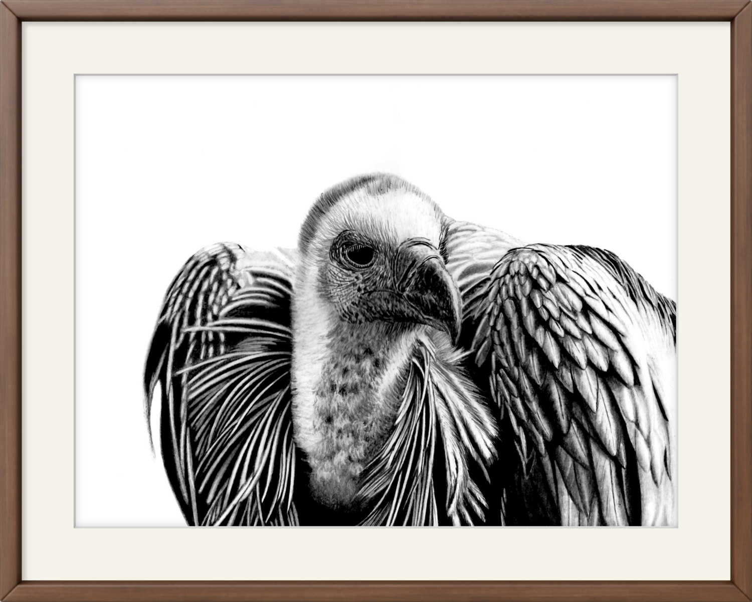 Cape Vulture by Paul Stowe (2020) : Drawing Pencil on Paper - Singulart