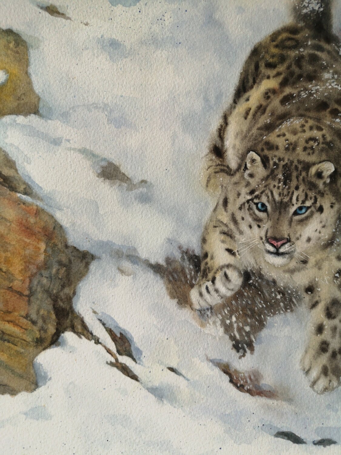 Snow Leopard - Pixels Snow Leopard on Mountain side - Ghost of the ...