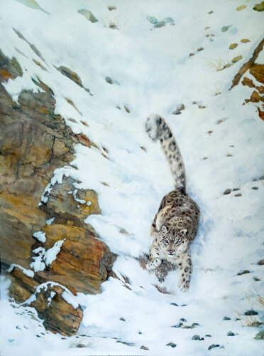 Snow Leopard - Pixels Snow Leopard on Mountain side - Ghost of the ...