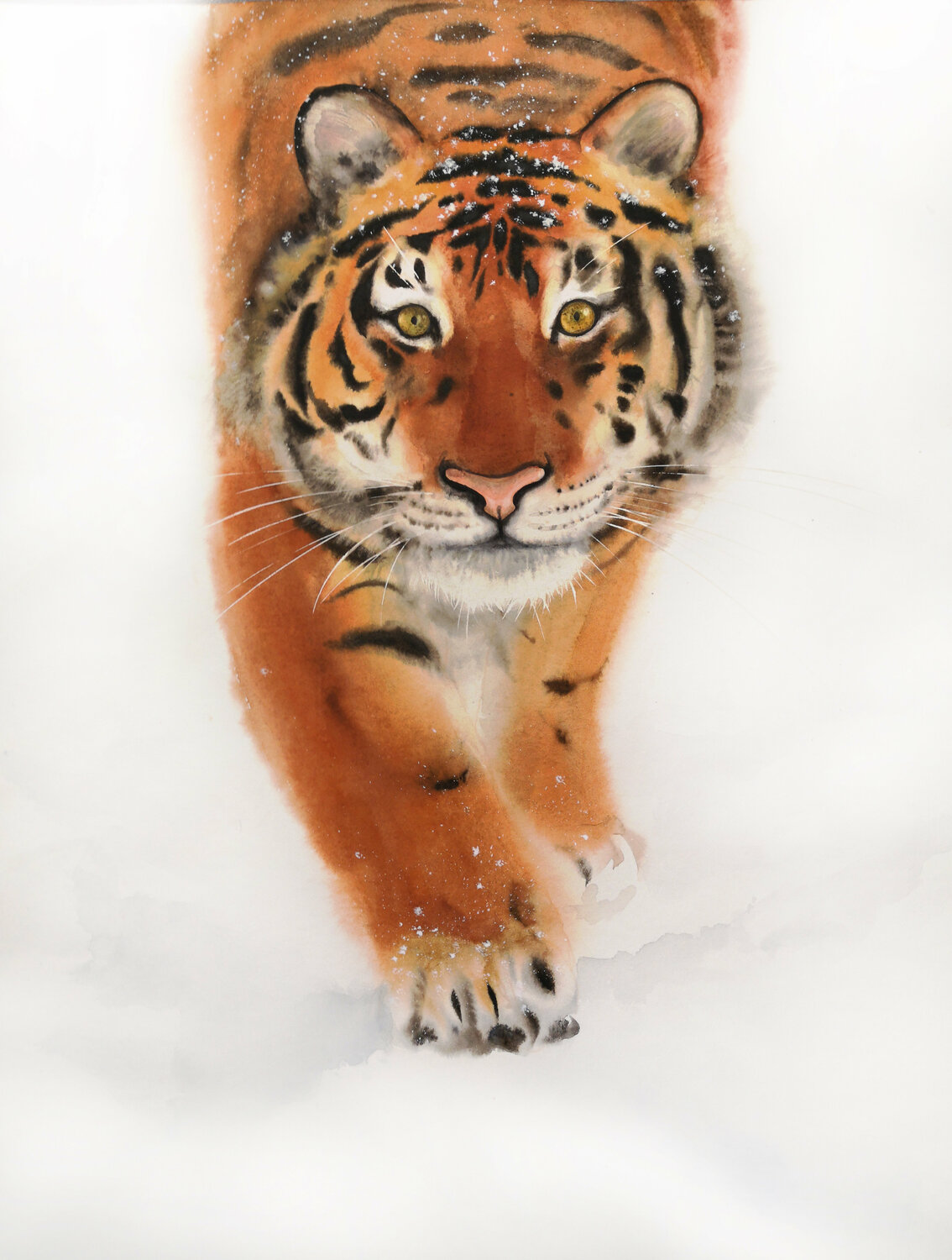 Siberian (or Amur) Tiger