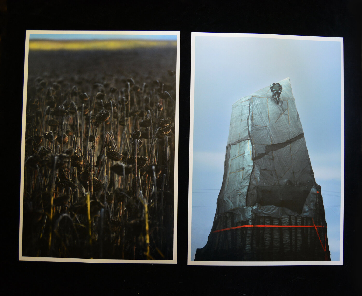 Sunflowers by Maria Drozdova (2022) : Photography Digital on Paper ...