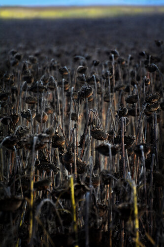 5 by Maria Drozdova (2017) : Painting Oil, Lacquer on Canvas - Singulart