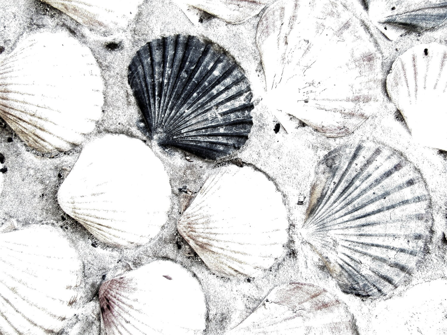 seashells in white by Irma Engelbrecht (2022) : Photography Digital on ...