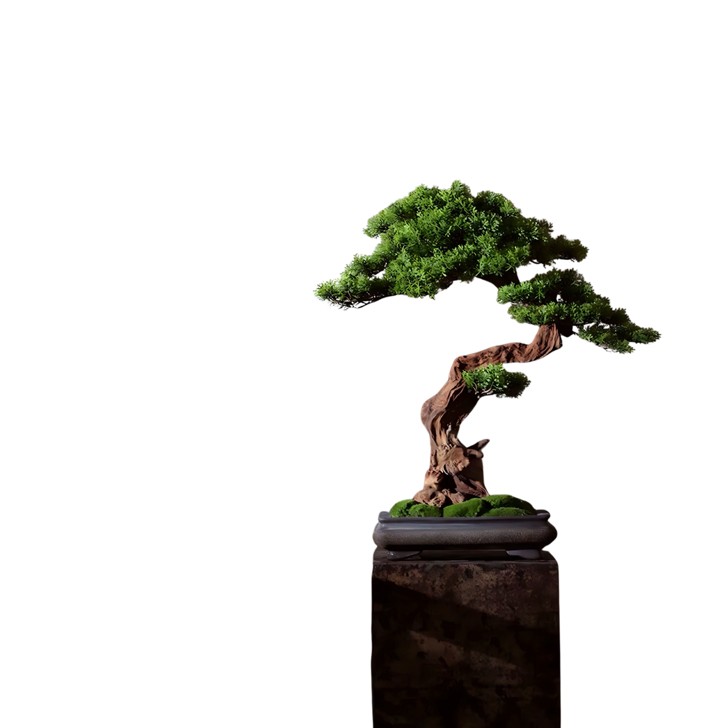 VICKY YAO Fine Bonsai - Exclusively Designed Realistic Handmade Bonsai with Preserved Moss ...